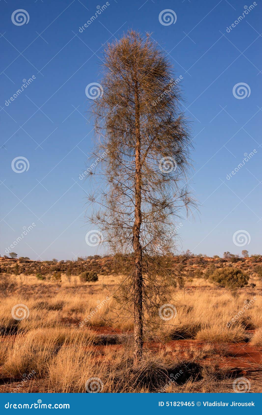 Lone tree stock image. Image of solitude, mysterious - 51829465