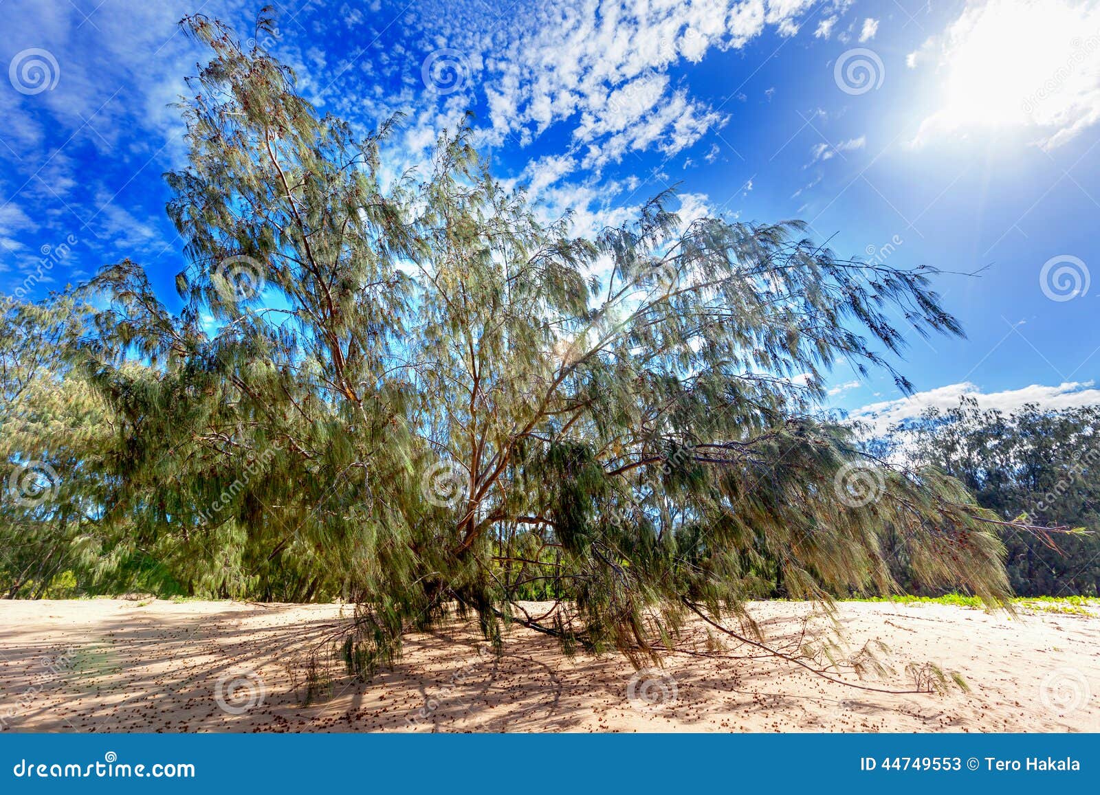 Lone Tree in Australian Outback on a Hot Day with Willowy Branch Stock ...