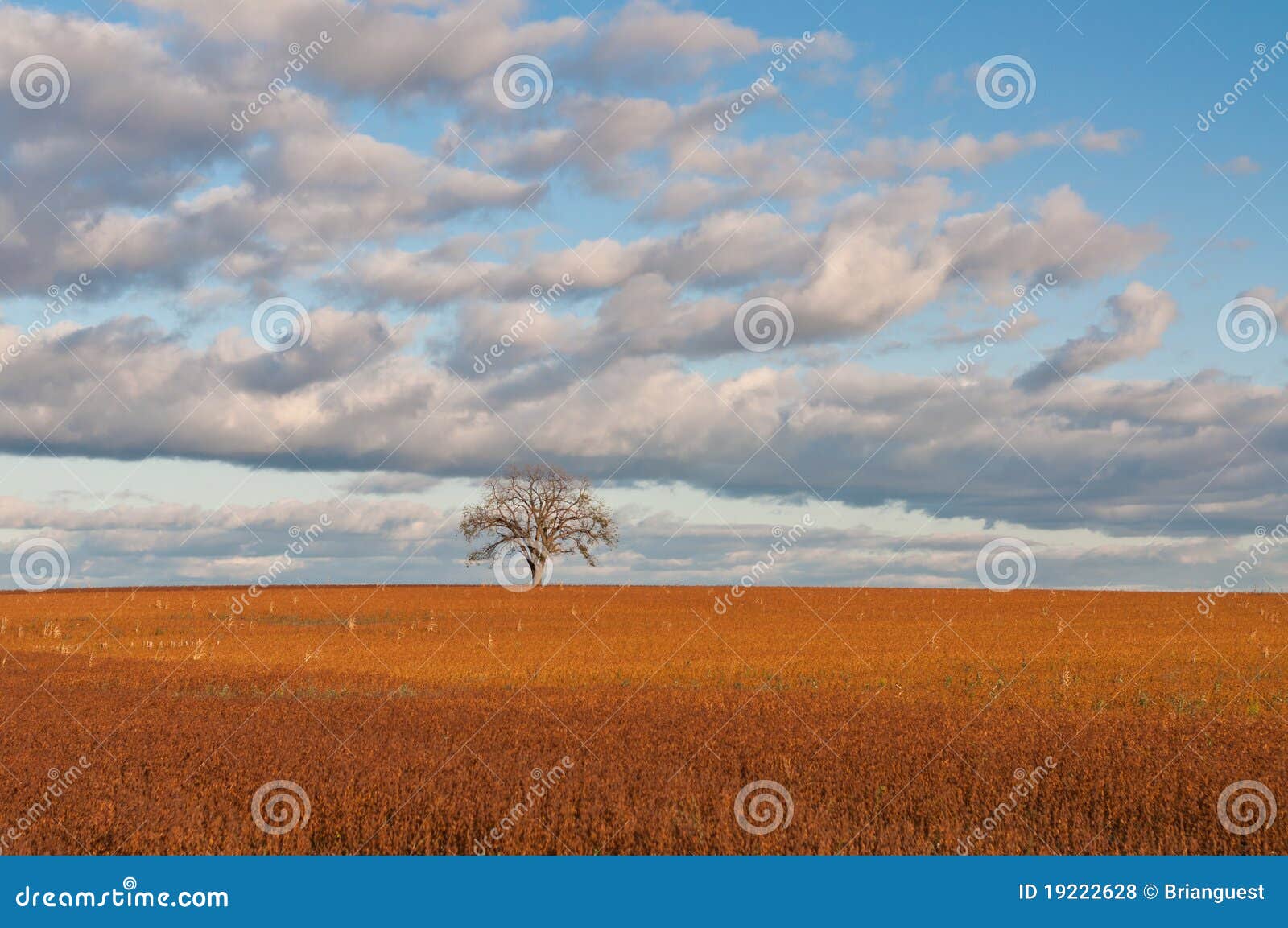 Lone Tree in Autumn Field stock photo. Image of autumn - 19222628