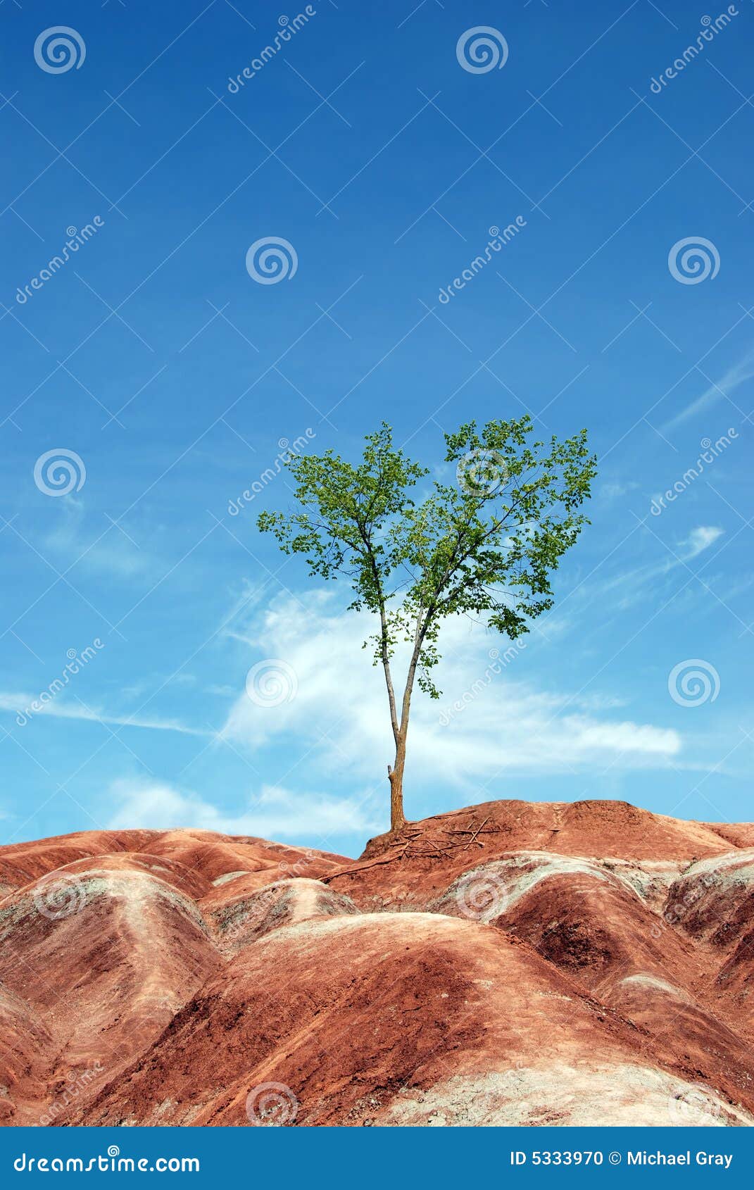 Lone tree in badlands stock photo. Image of outside, rock - 5333970