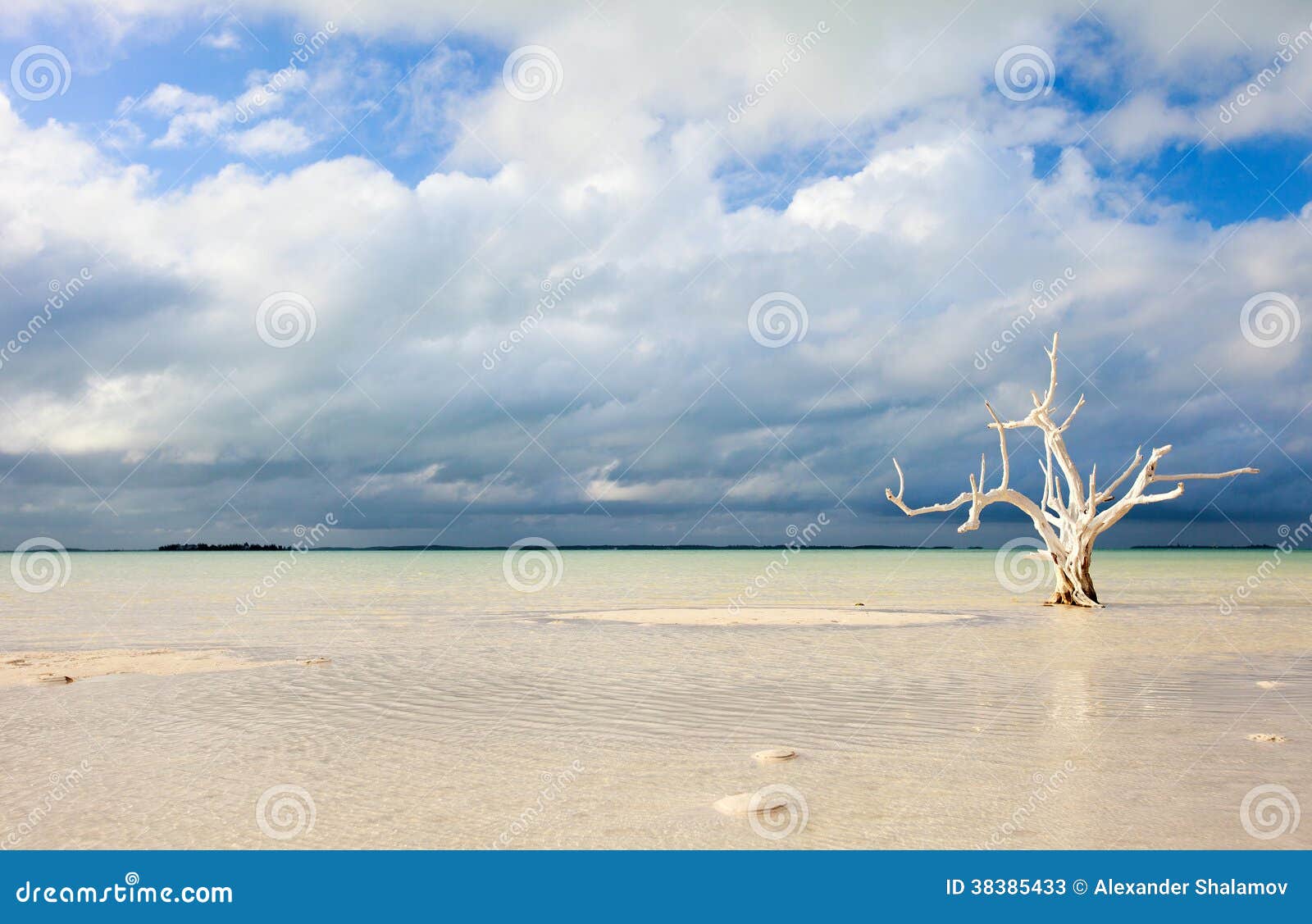 Lone tree at beach stock image. Image of landmark, paradise - 38385433