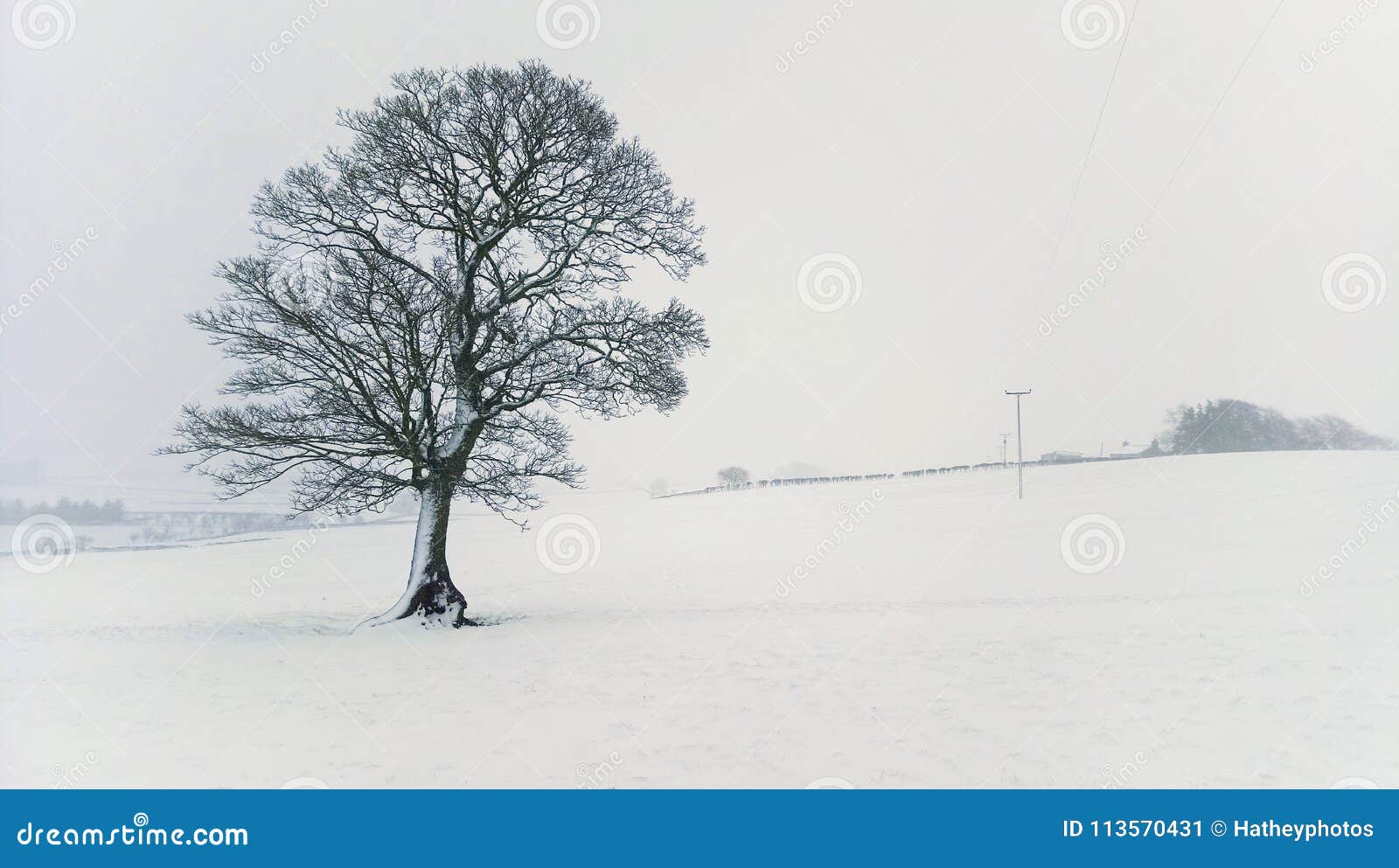 Lone tree in Blizzard stock image. Image of northumberland - 113570431