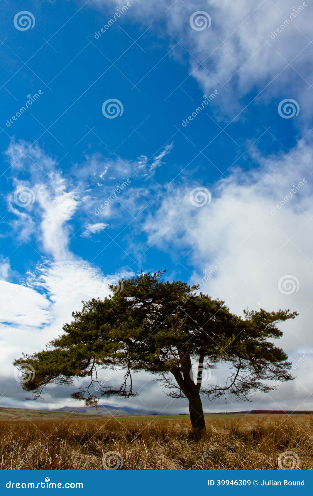 A Lone Tree with Blue Sky Julian Bound Stock Image - Image of ideas ...