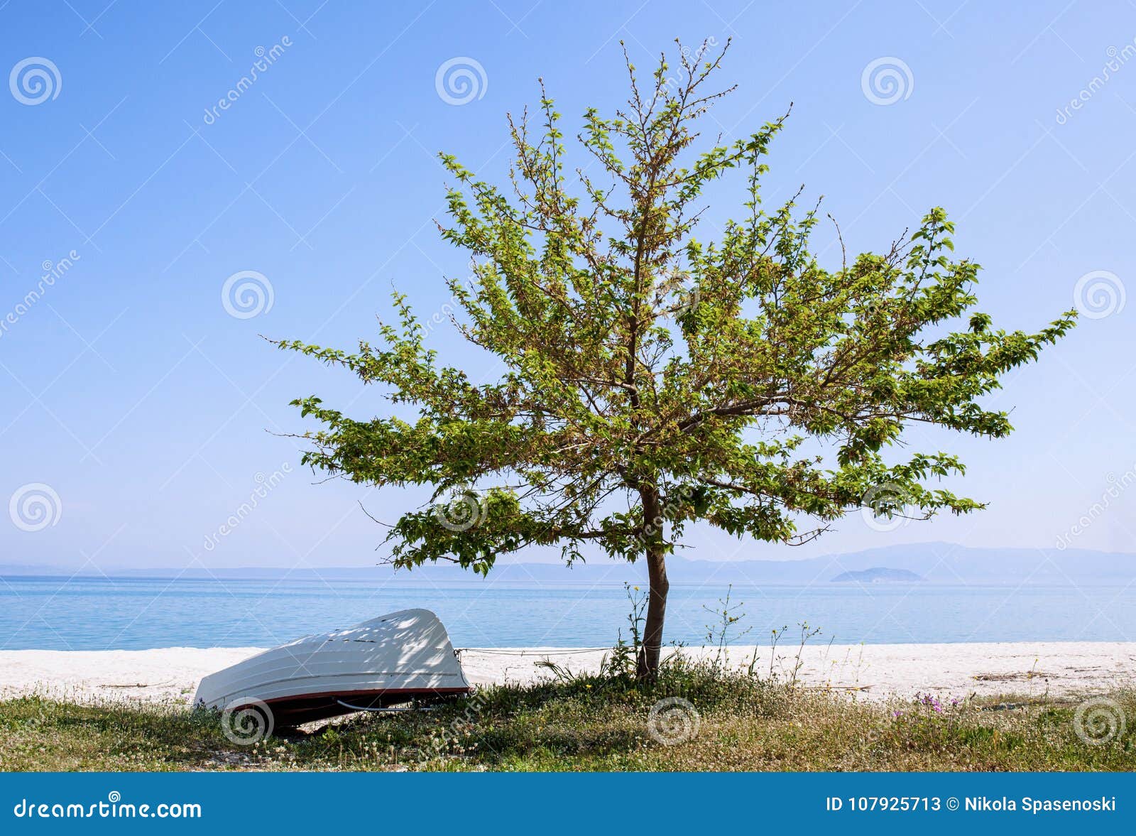 Lone tree with a boat stock image. Image of plant, sand - 107925713