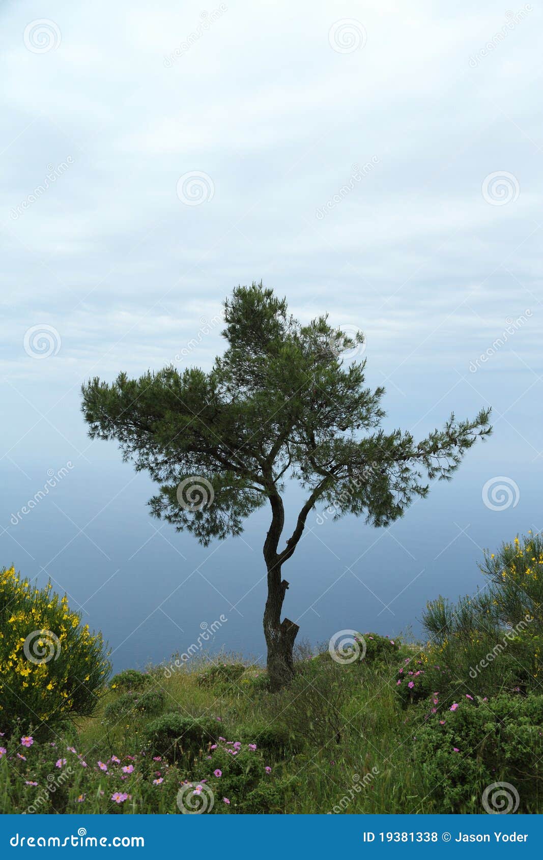 Lone Tree of Capri stock photo. Image of ocean, italy - 19381338