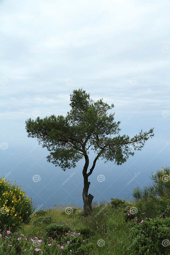 Lone Tree of Capri stock photo. Image of ocean, italy - 19381338