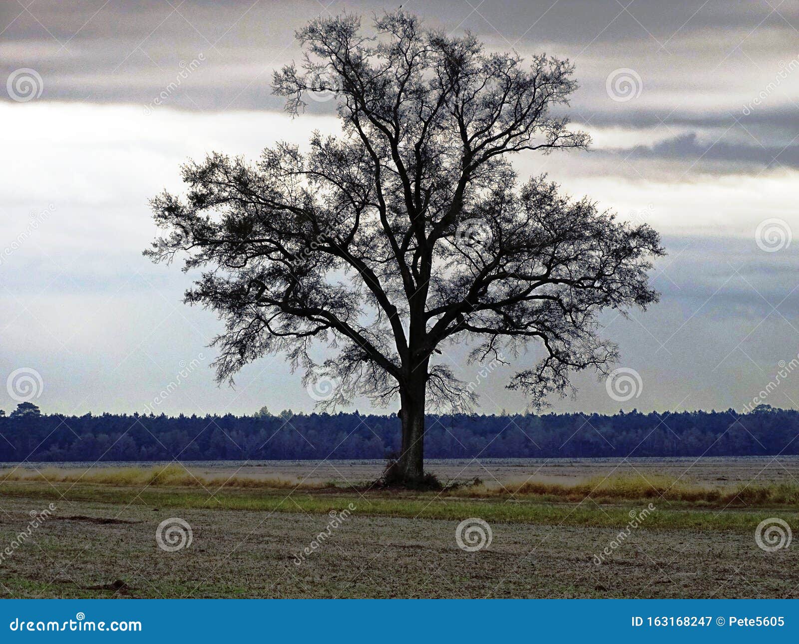 Lone tree on a cloudy day stock image. Image of shadow - 163168247