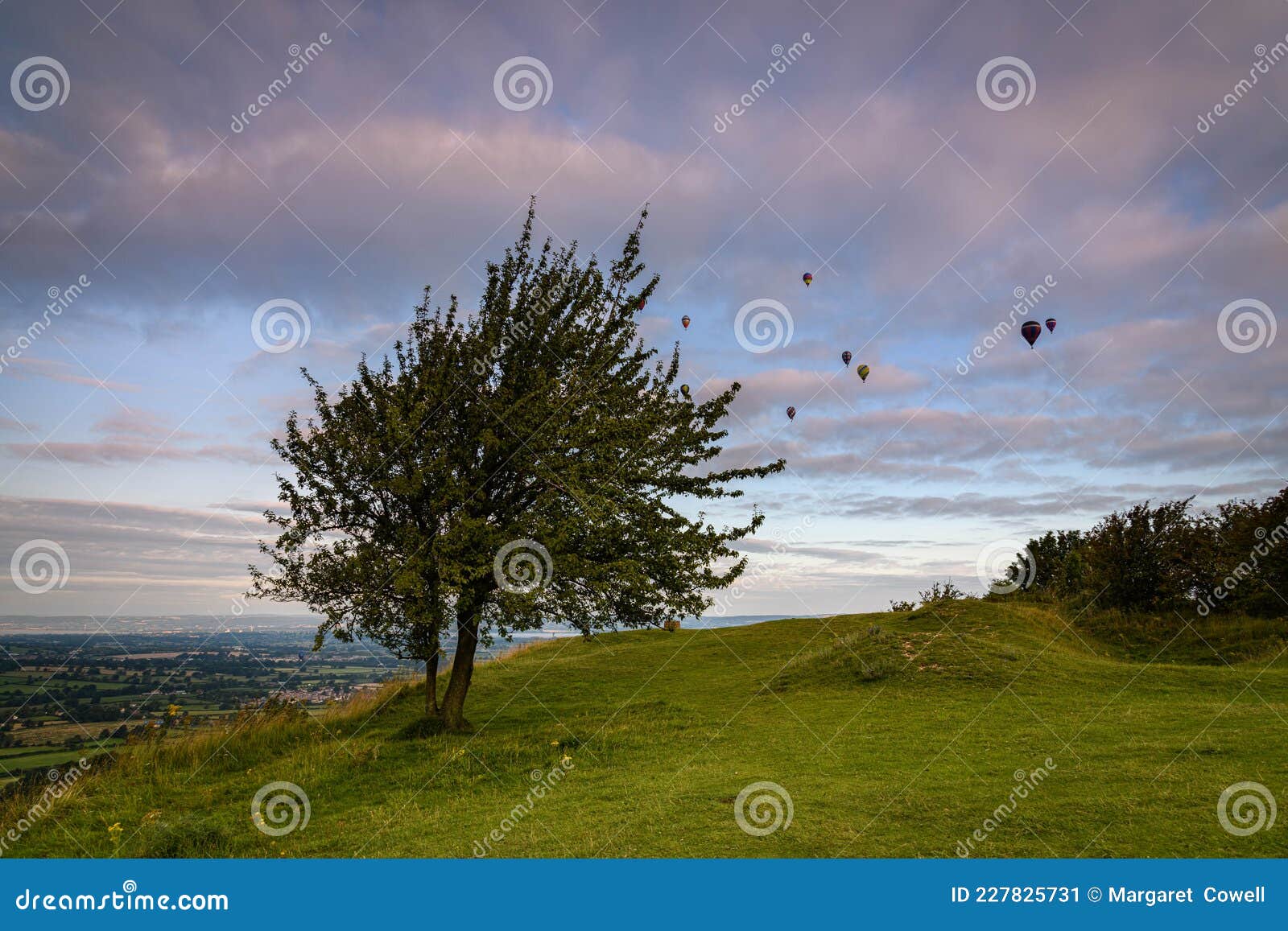 Lone Tree at Coaley Peak stock image. Image of meadows - 227825731