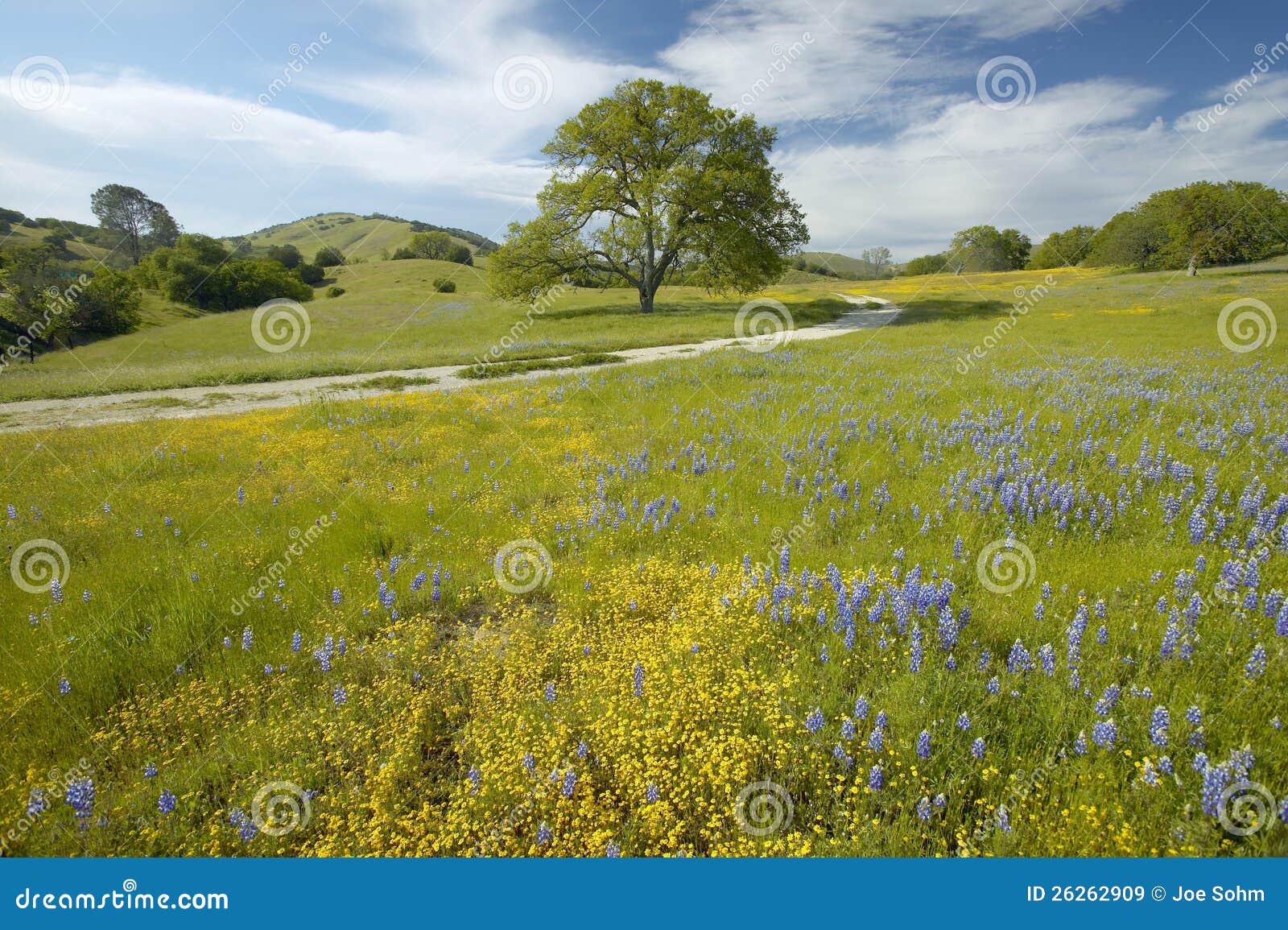 Lone Tree and Colorful Bouquet of Spring Flowers Stock Image - Image of ...