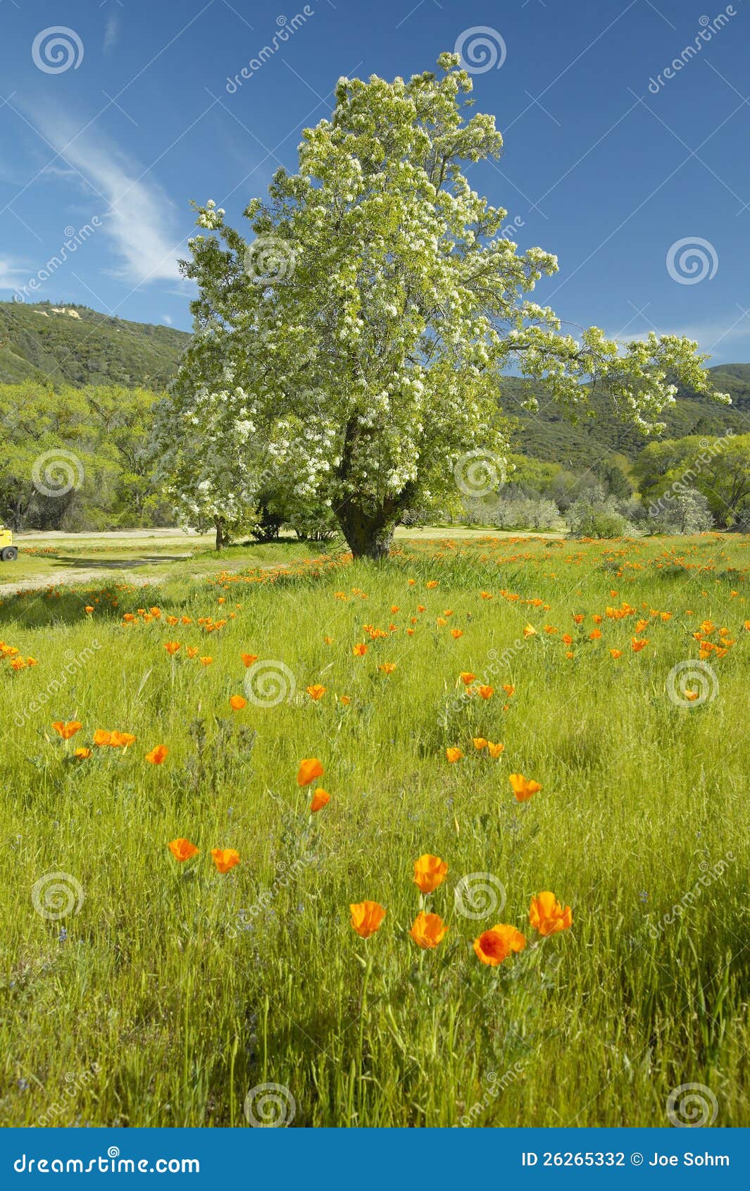 Lone Tree and Colorful Bouquet of Spring Flowers Stock Photo - Image of ...