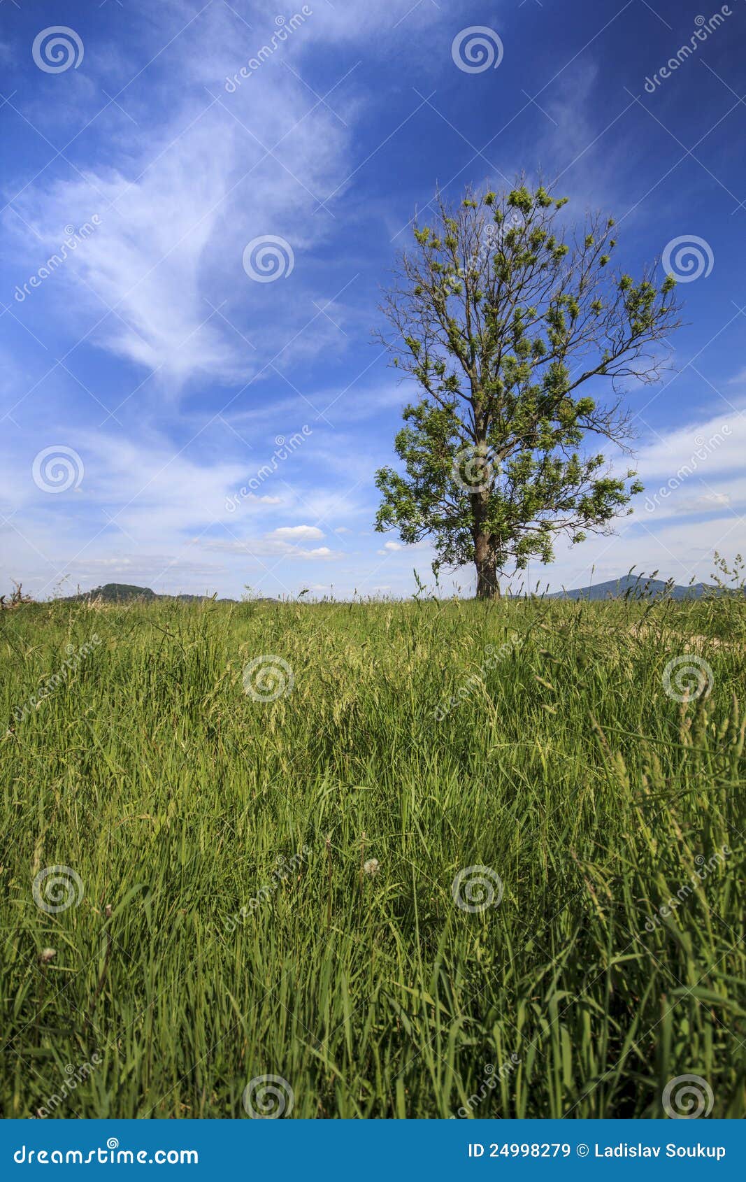 Lone Tree in Countryside Field Stock Image - Image of scenic, blue ...