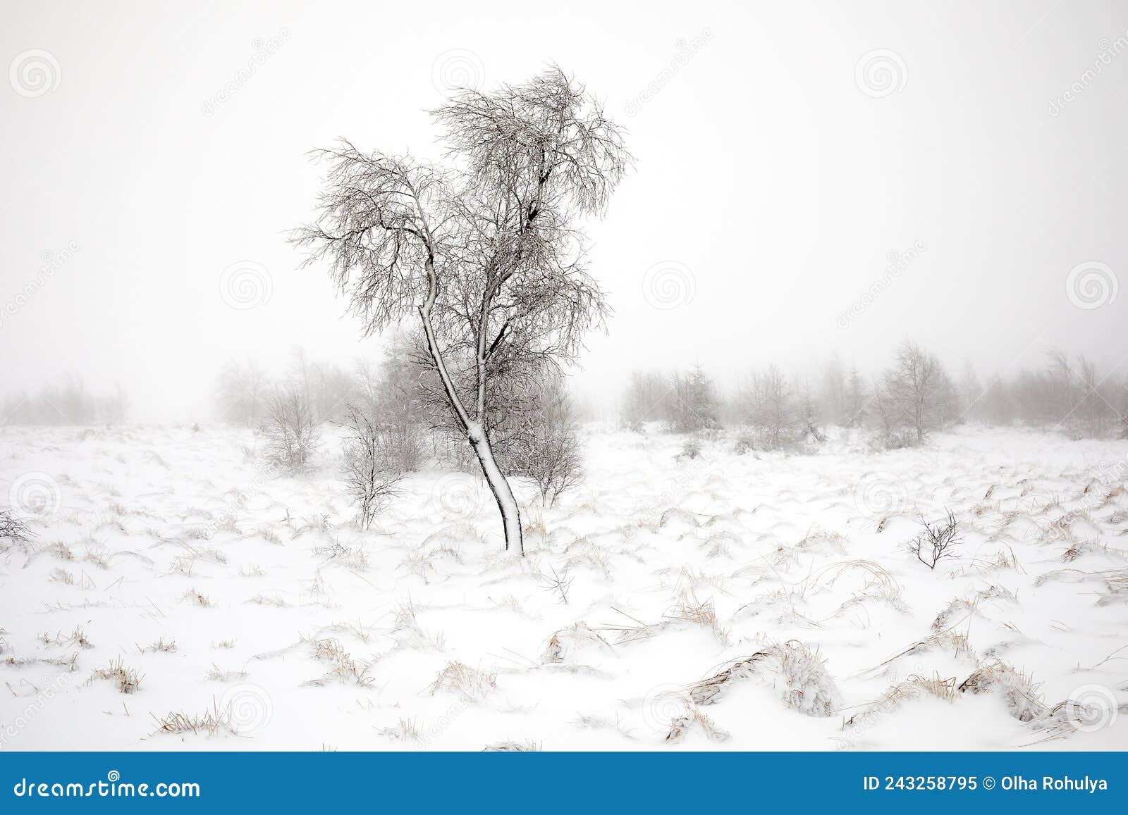 Lone Tree Covered with Snow on Snowy Swamp Stock Image - Image of ...