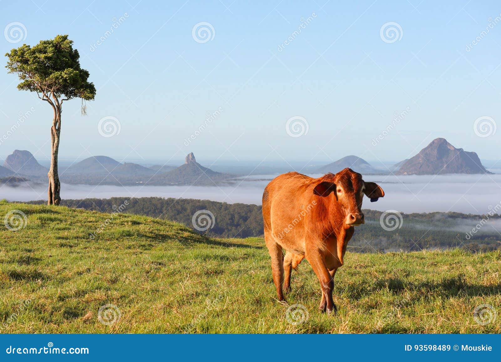 Lone Tree with Cow stock image. Image of bush, rural - 93598489