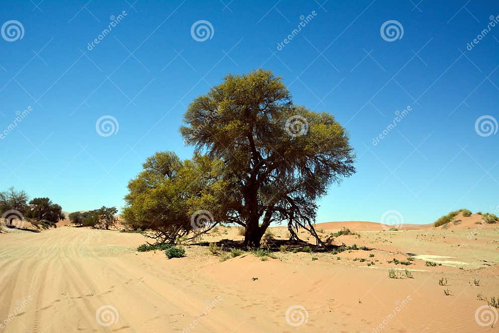 A Lone Tree in a Dry, Dehydrated Desert. Hot Climate and Dehydration ...