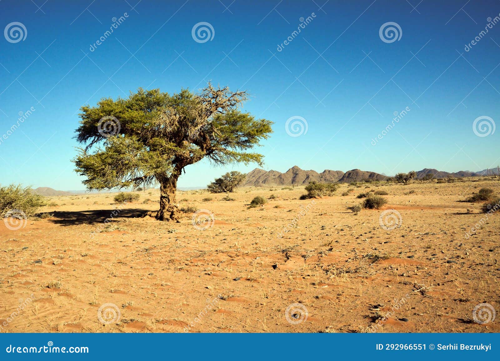 A Lone Tree in a Dry, Dehydrated Desert. Hot Climate and Dehydration ...