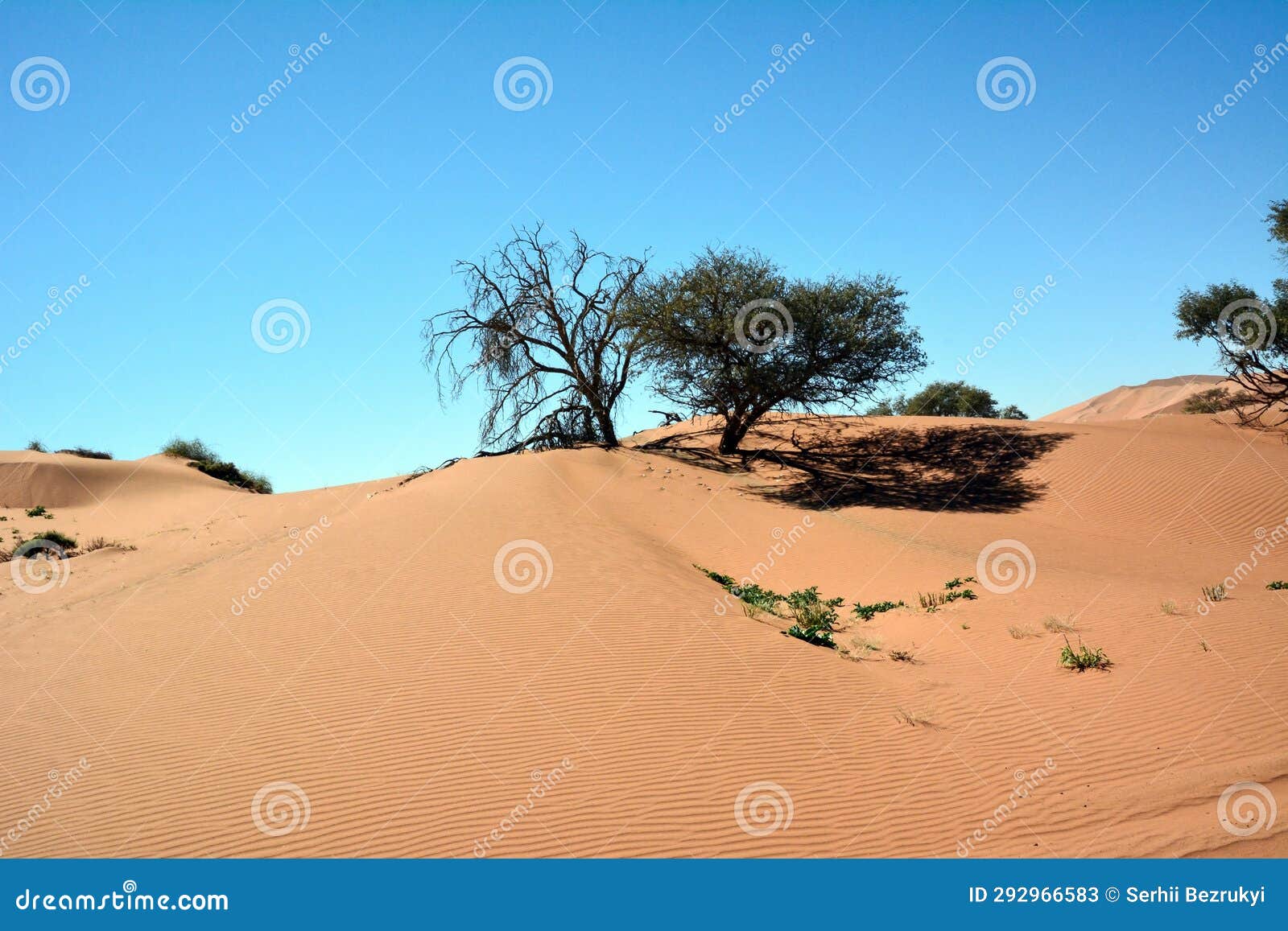 A Lone Tree in a Dry, Dehydrated Desert. Hot Climate and Dehydration ...