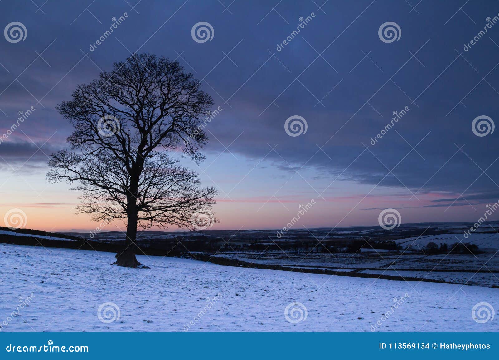 Lone tree at Dusk stock photo. Image of lone, season - 113569134