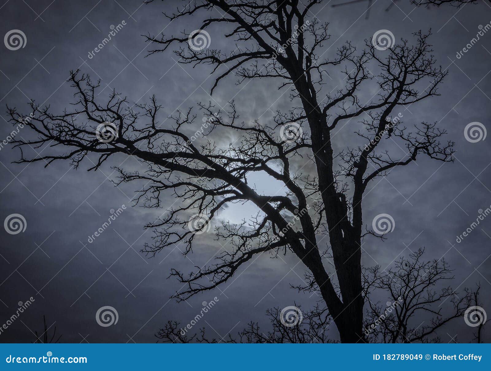 A Lone Tree on an Eerie Night Stock Image - Image of leaf, bare: 182789049