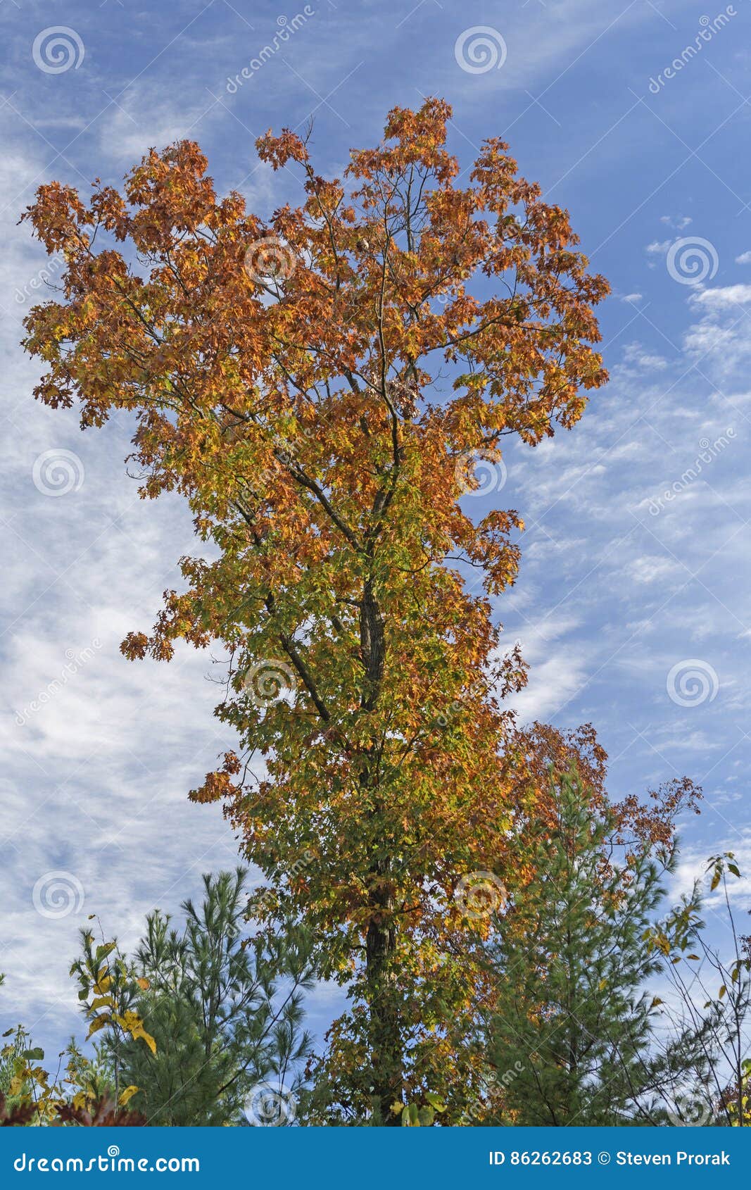 Lone Tree in the Fall stock image. Image of lone, state - 86262683
