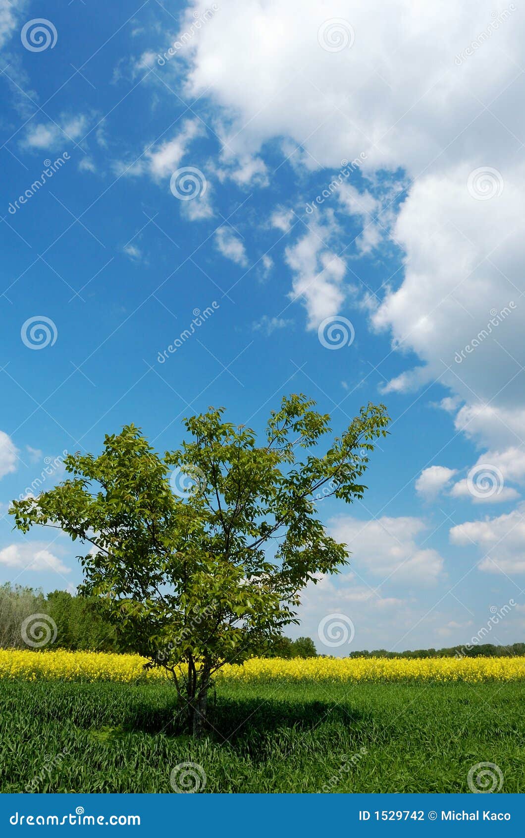 Lone tree in a field stock photo. Image of acre, colza - 1529742