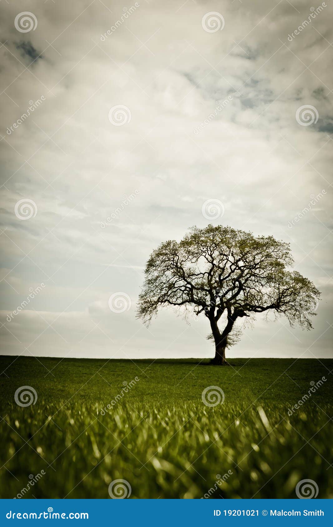 Lone Tree. Stock Photography | CartoonDealer.com #7576082