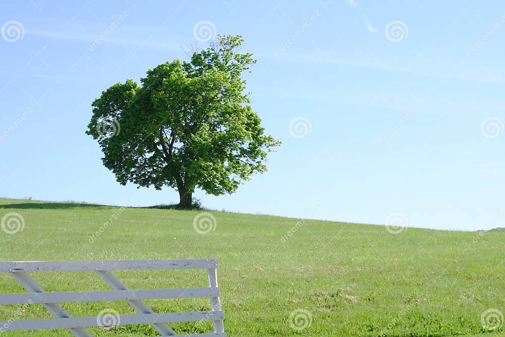 Lone Tree in Field stock photo. Image of open, copy, county - 5368036