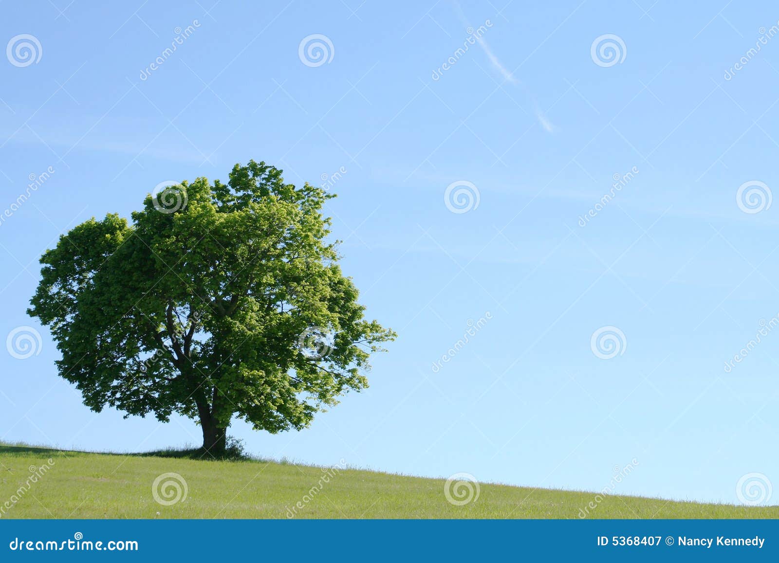 Lone Tree in Field stock image. Image of summer, grass - 5368407