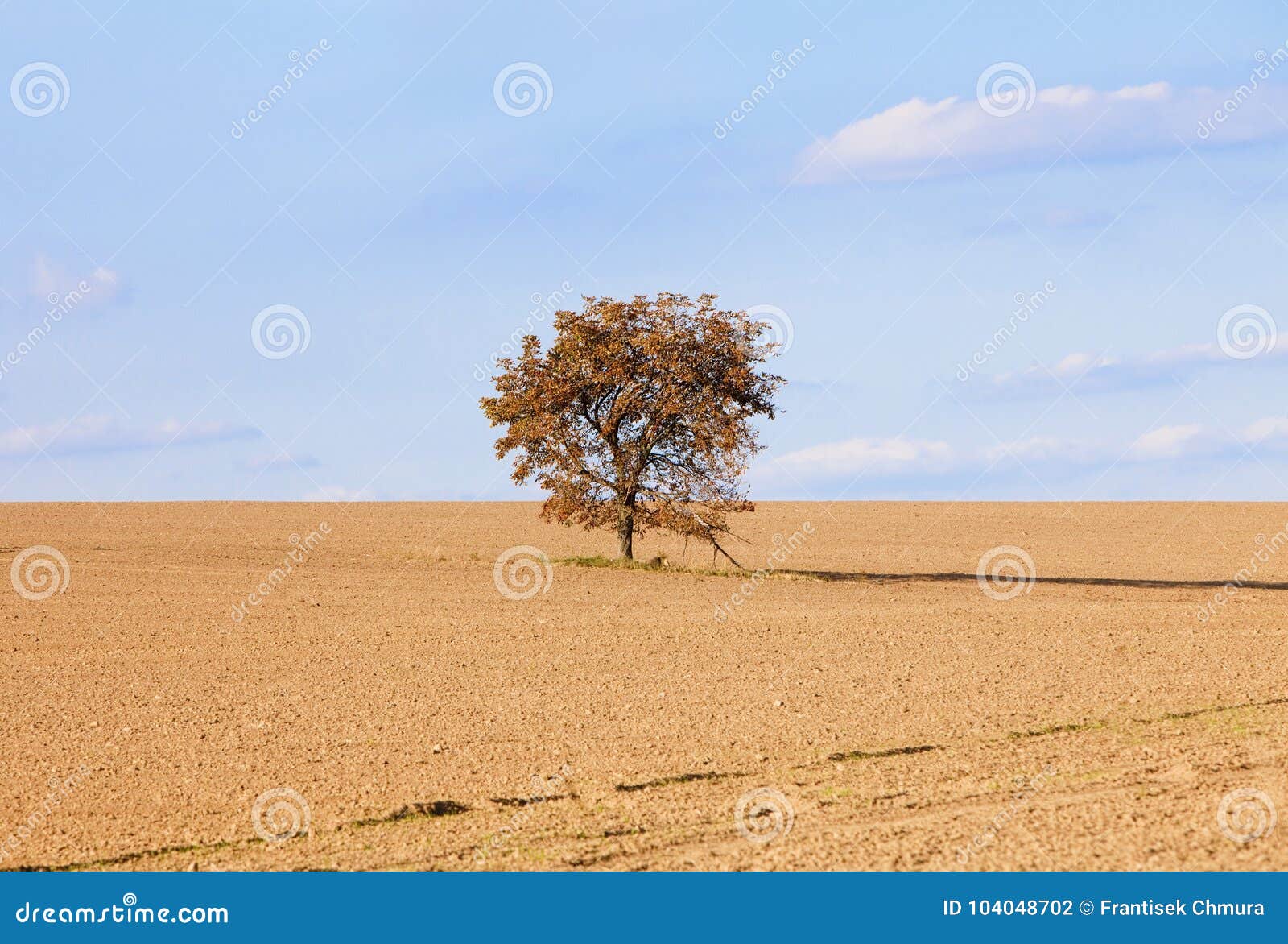 Lone tree in a Field. stock photo. Image of field, outdoor - 104048702