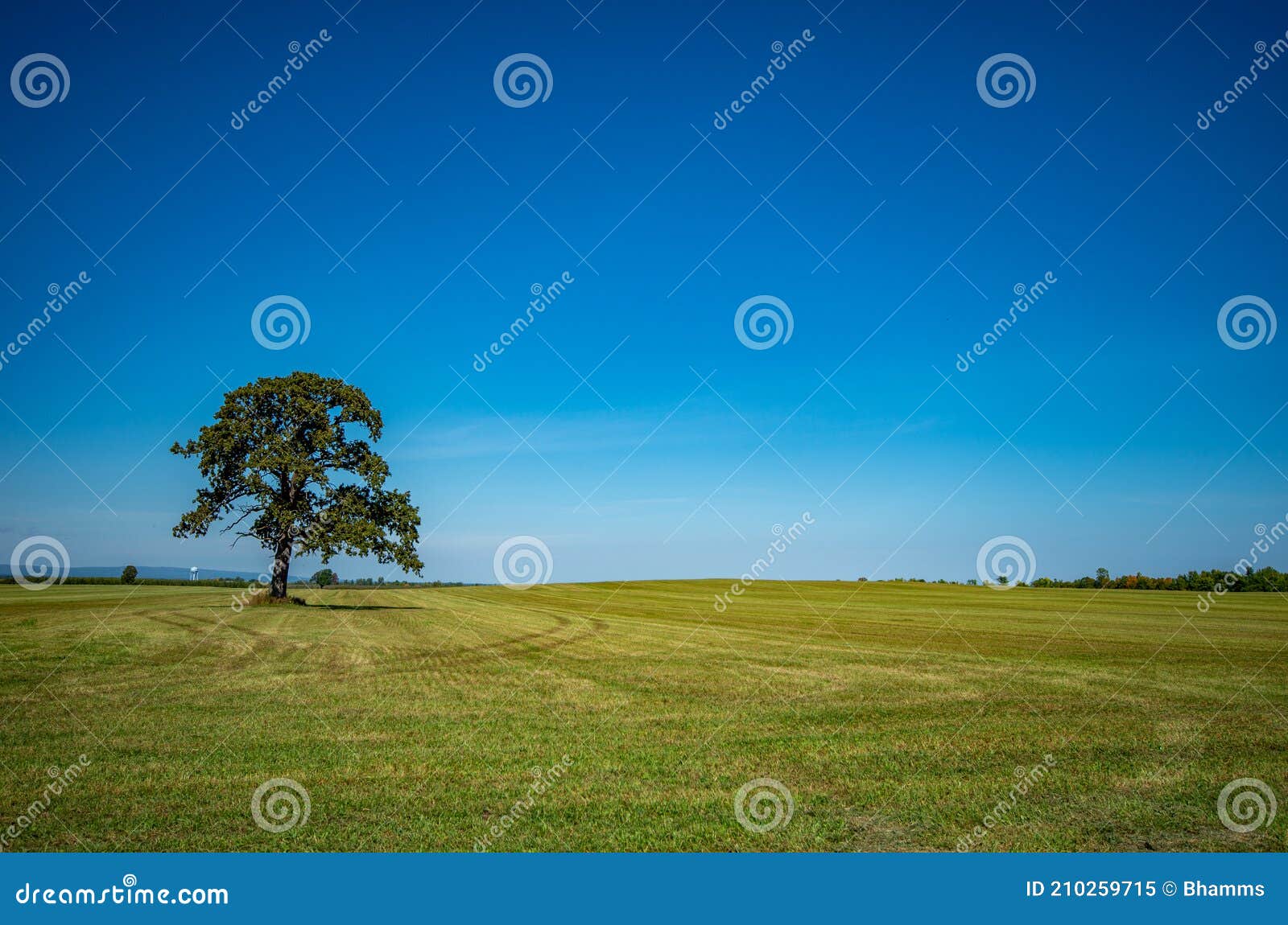 Lone Tree in a Field with Bright Blue Sky Stock Image - Image of green ...