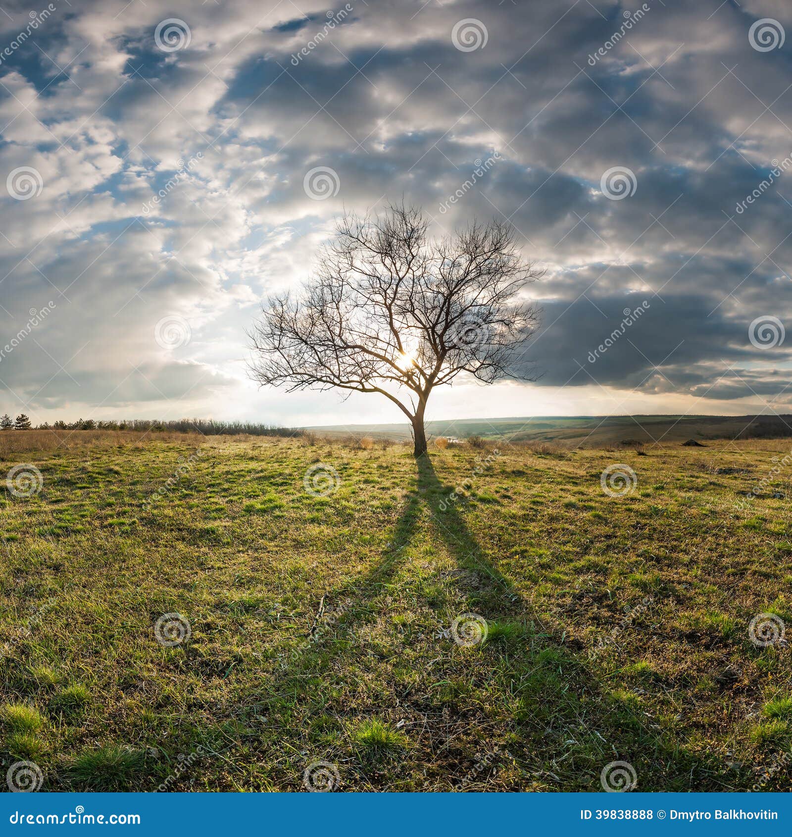 Lone tree in a field stock photo. Image of high, beautiful - 39838888