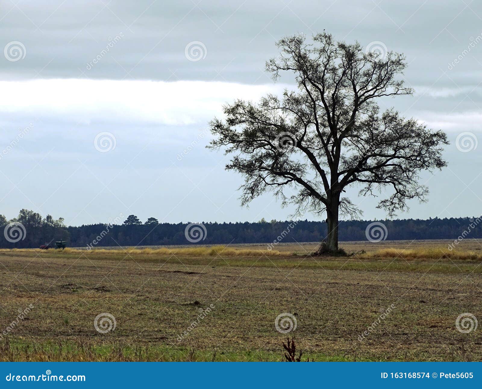 Lone Tree in a Field on a Overcast Day Stock Photo - Image of dusk ...