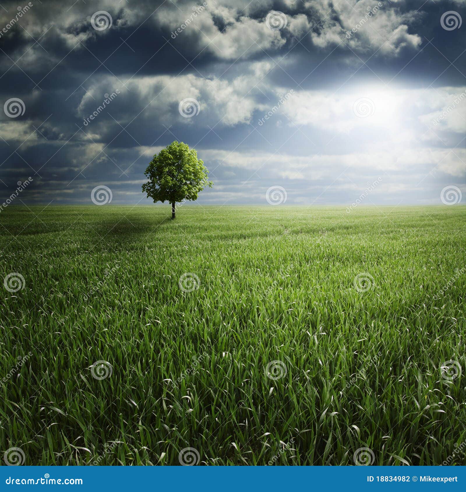 Lone Tree in Field with Storm Stock Photo - Image of stormy, deciduous ...