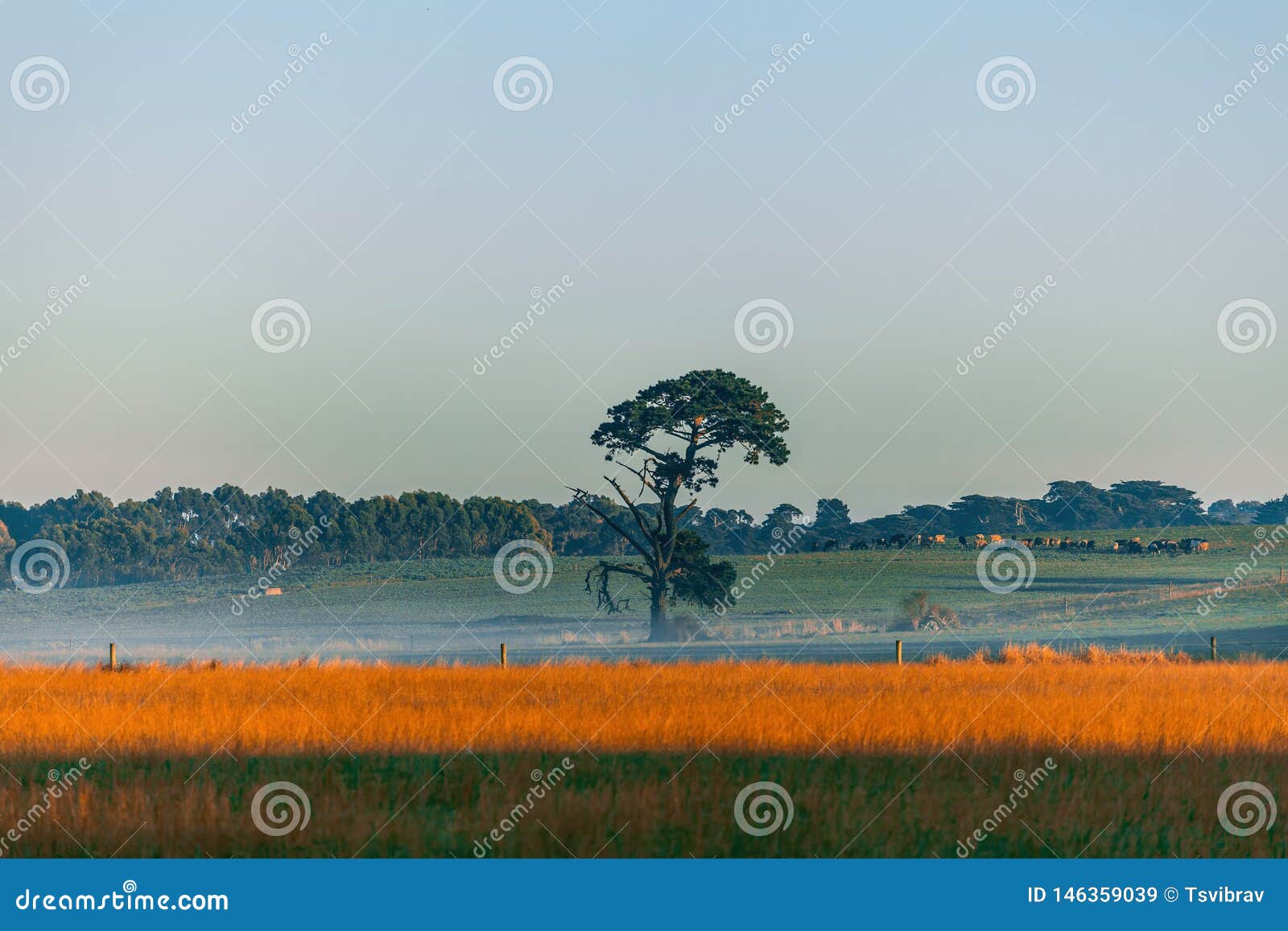 Lone Tree in a Field at Sunrise. Stock Image - Image of trees, space ...