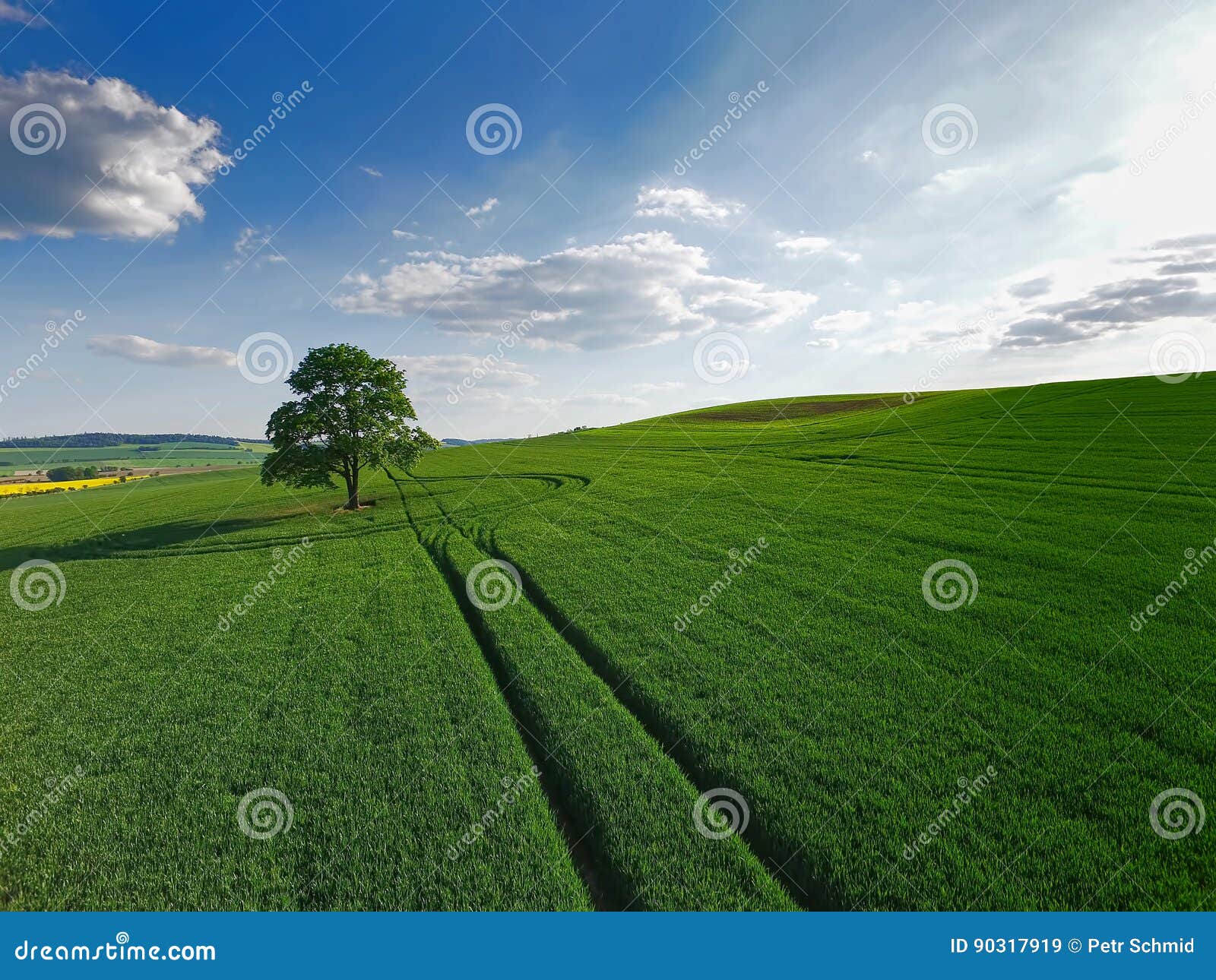 A lone tree in a field stock image. Image of green, tree - 90317919