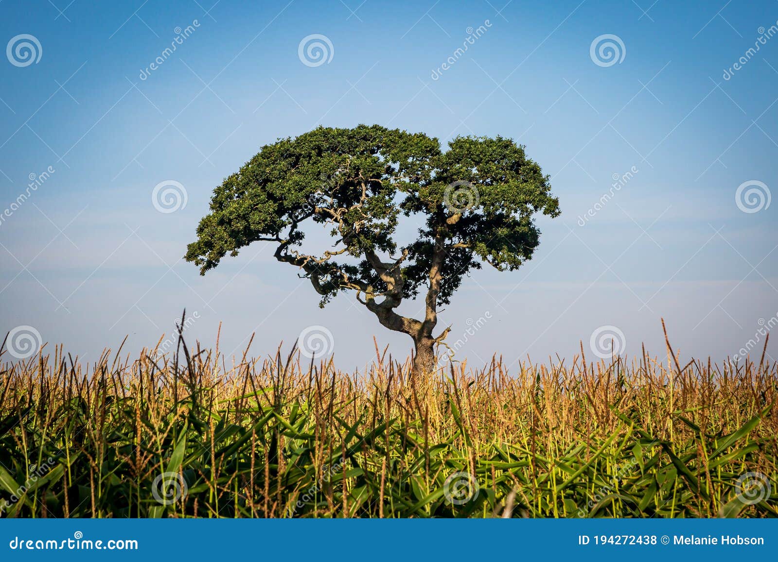 A Lone Tree in a Field stock photo. Image of field, rural - 194272438