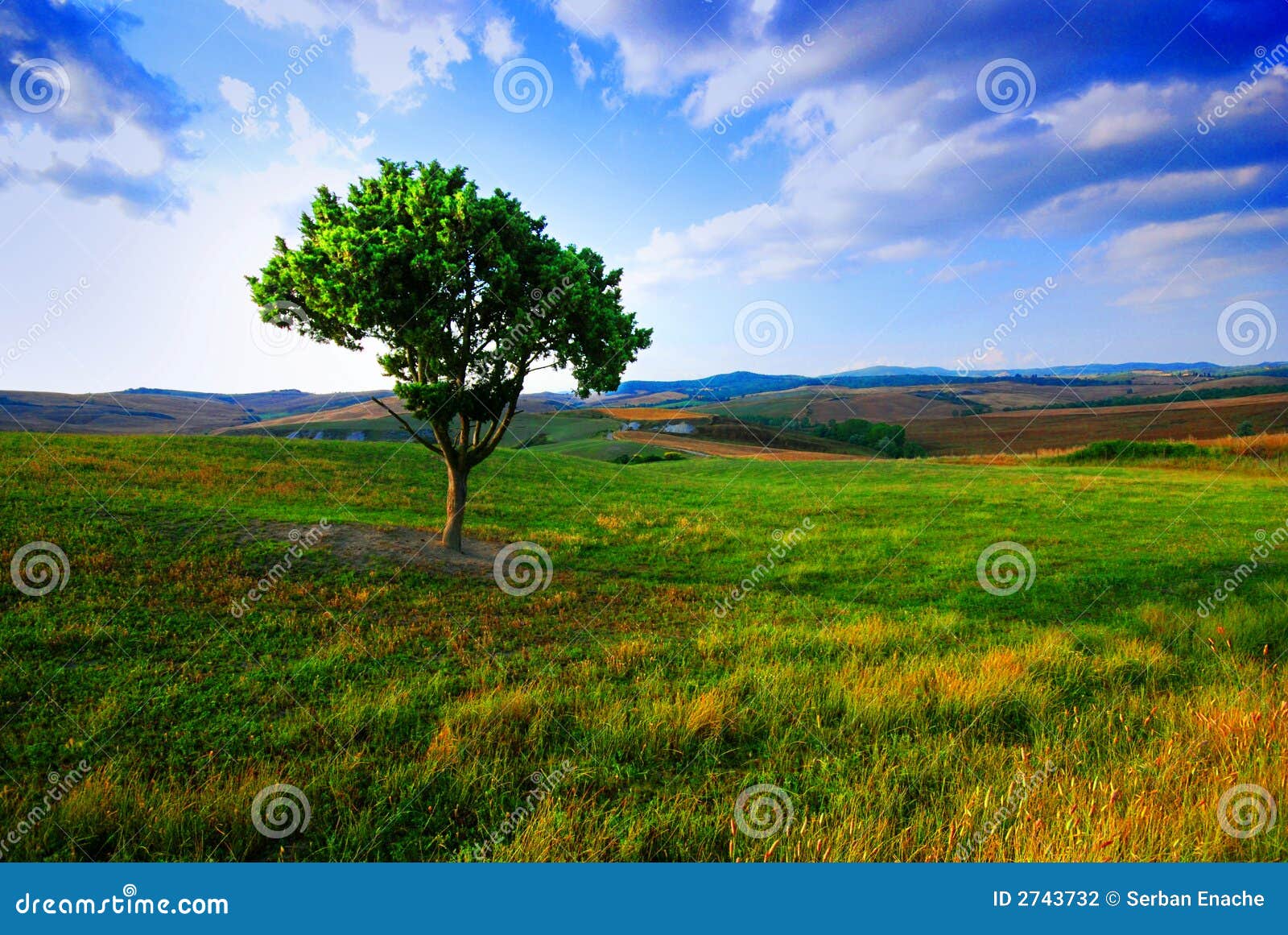 Lone tree and fields stock photo. Image of hills, grass - 2743732