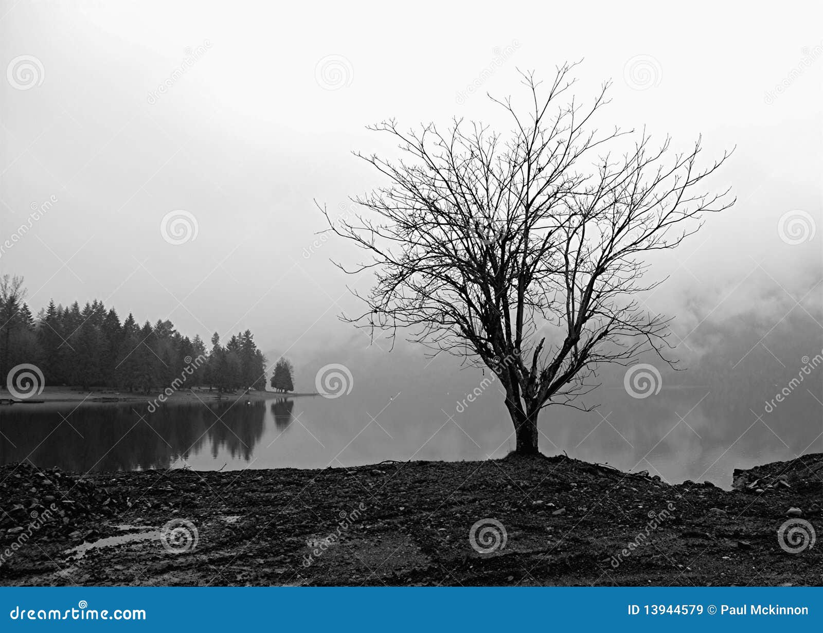 Lone tree by a foggy lake stock image. Image of dirt - 13944579