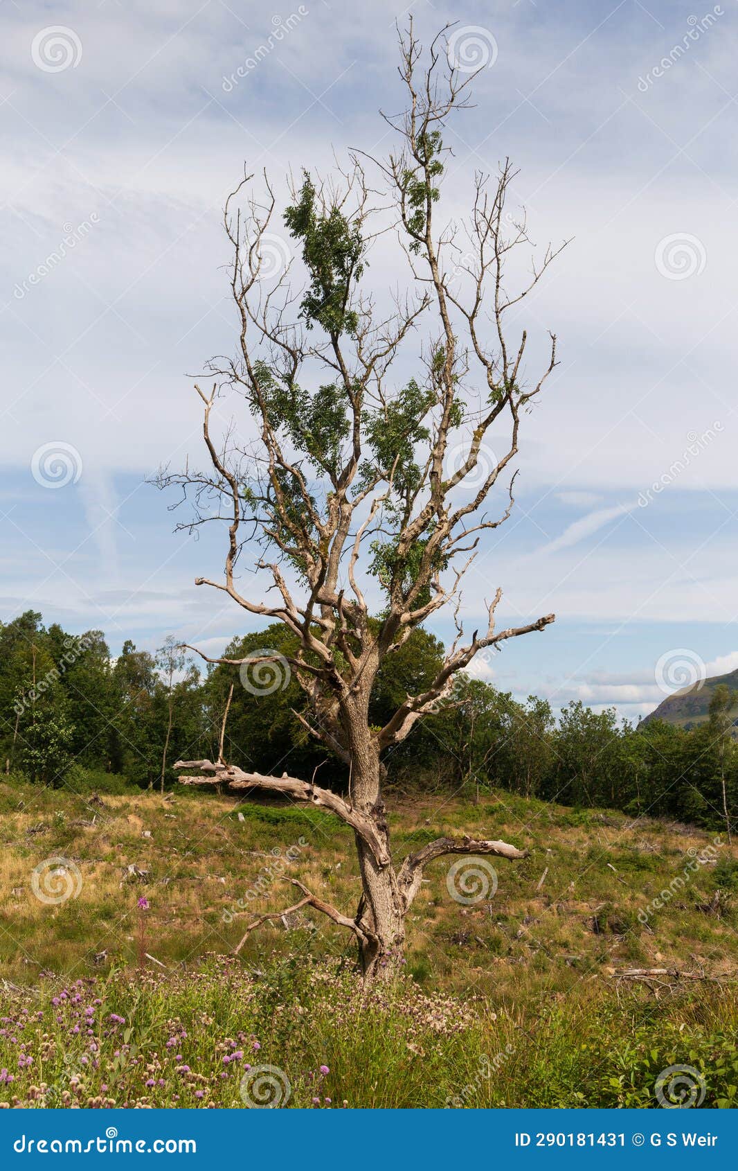 A Lone Tree in a Forest Clearing on a Late Summers Day Stock Image ...