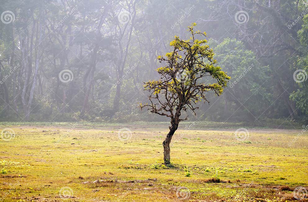 Lone tree in a forest stock image. Image of morning - 270542349
