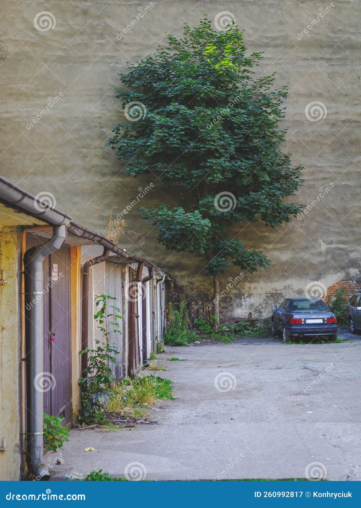 Lone Tree in the Garage Yard, Parking Yard in the City Stock Image ...