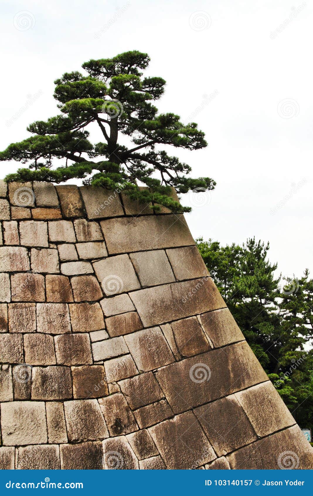 Giant Lone Cedar Tree Stock Photo | CartoonDealer.com #6232476