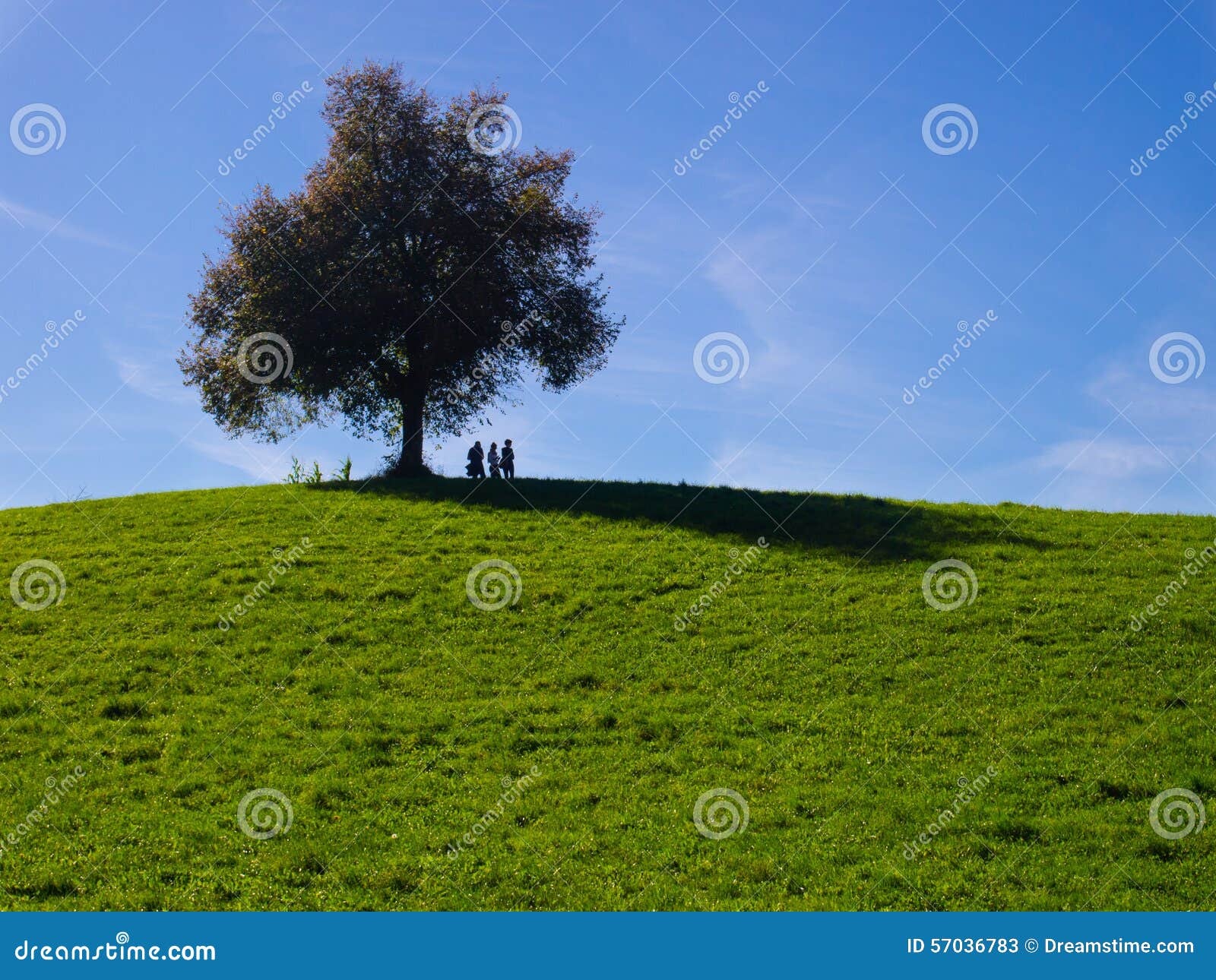 A Lone Tree on a Grass Field and a Blue Sky Stock Image - Image of tree ...