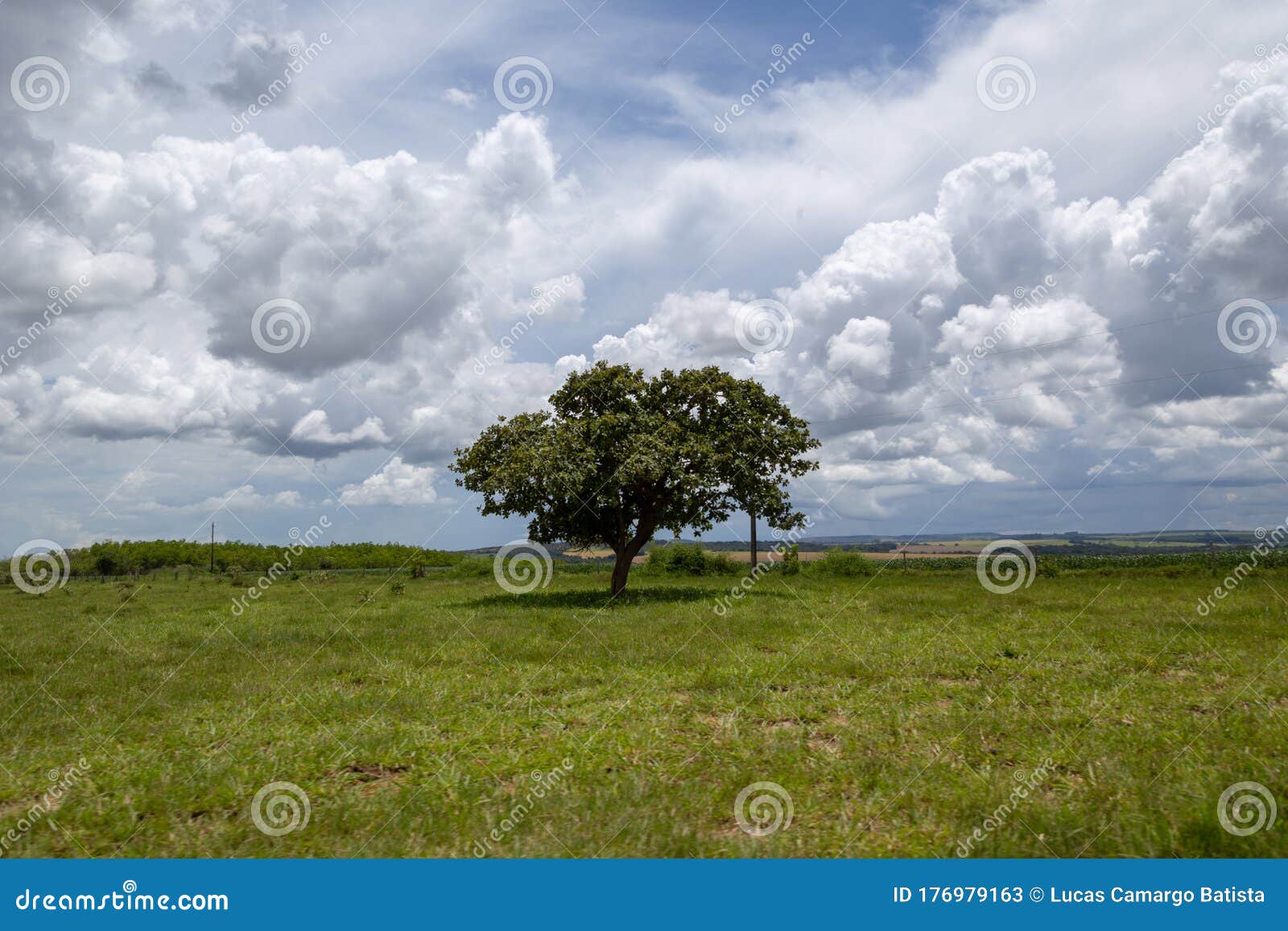 Lone Tree in Grass Field and Bright Converging Clouds Stock Image ...