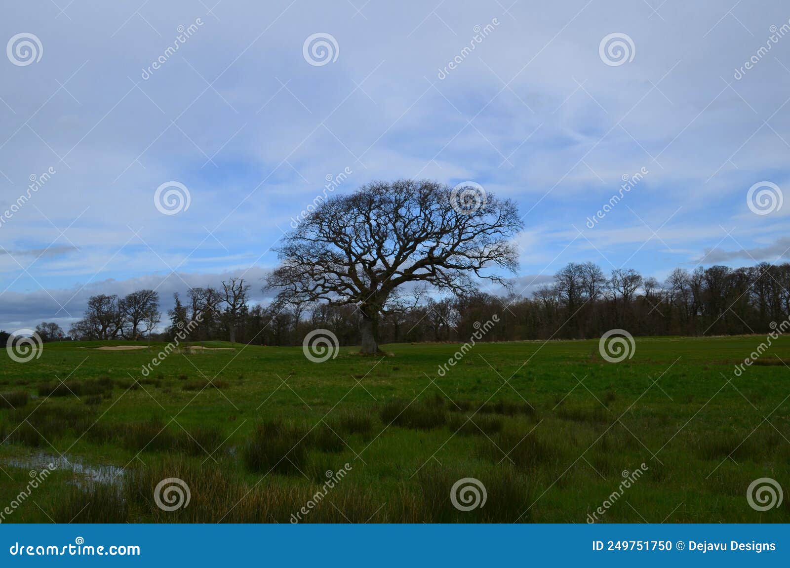 Lone Tree in a Grass Field in the Spring Stock Photo - Image of ...