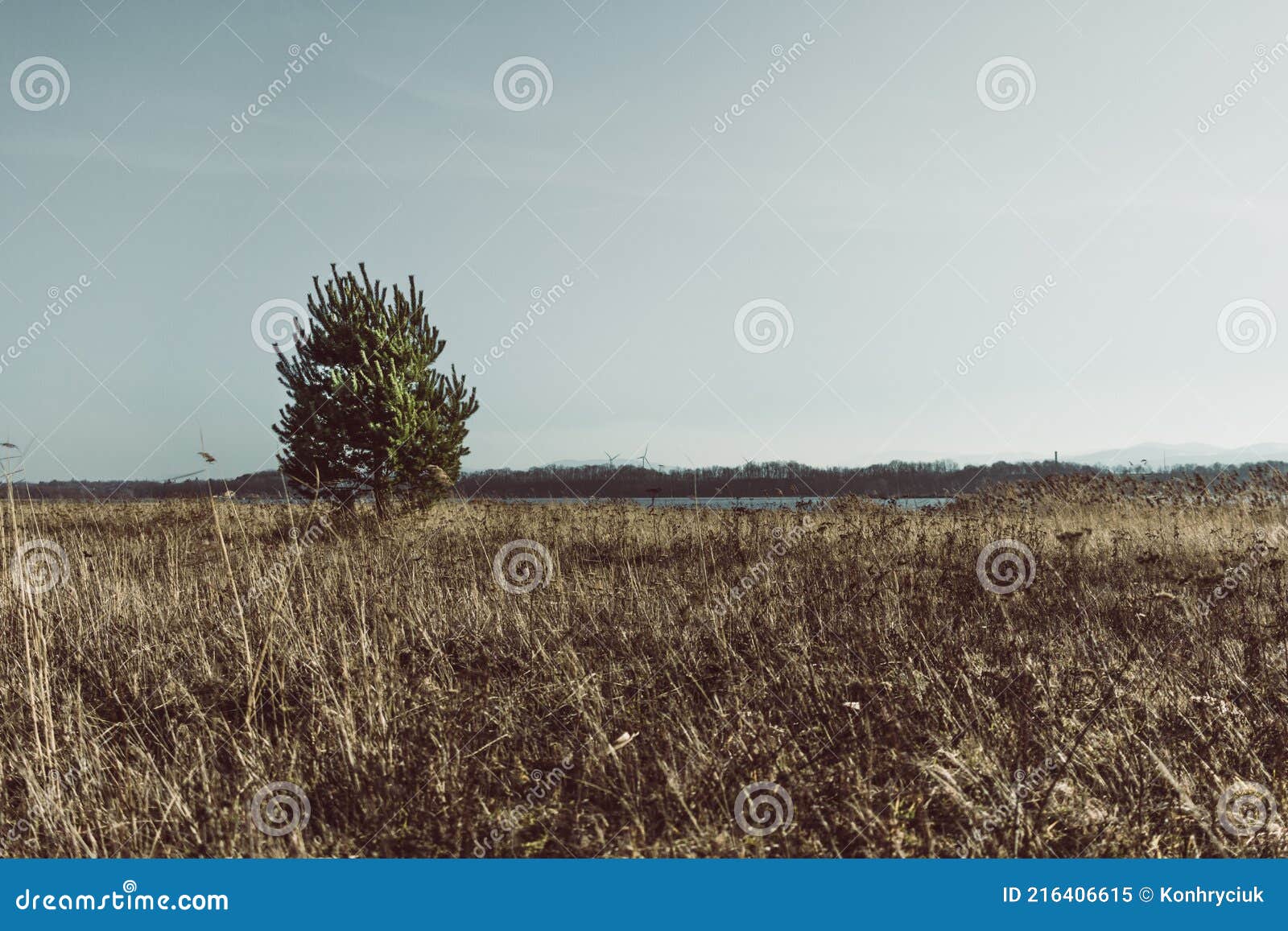 Lone Tree at the Grass Fields Stock Image - Image of calm, park: 216406615