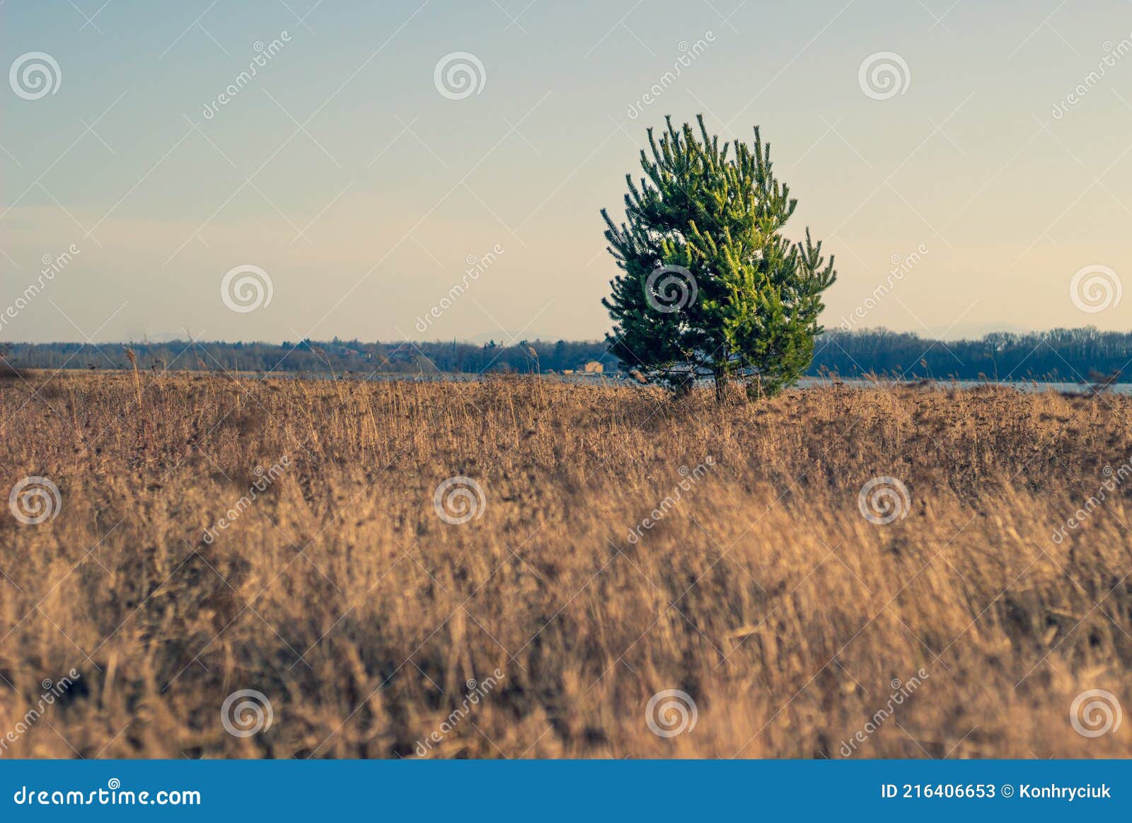 Lone Tree at the Grass Fields Stock Image - Image of abandoned, park ...