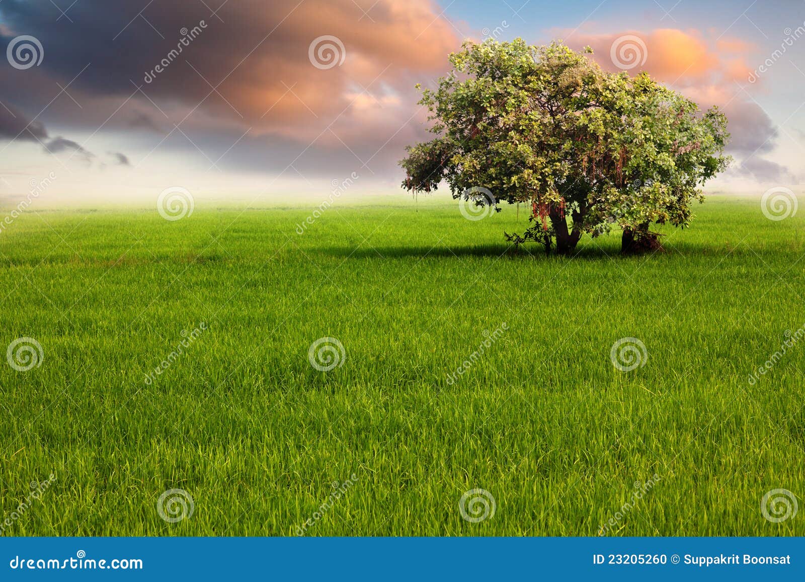 Lone tree in green field stock photo. Image of meadow - 23205260