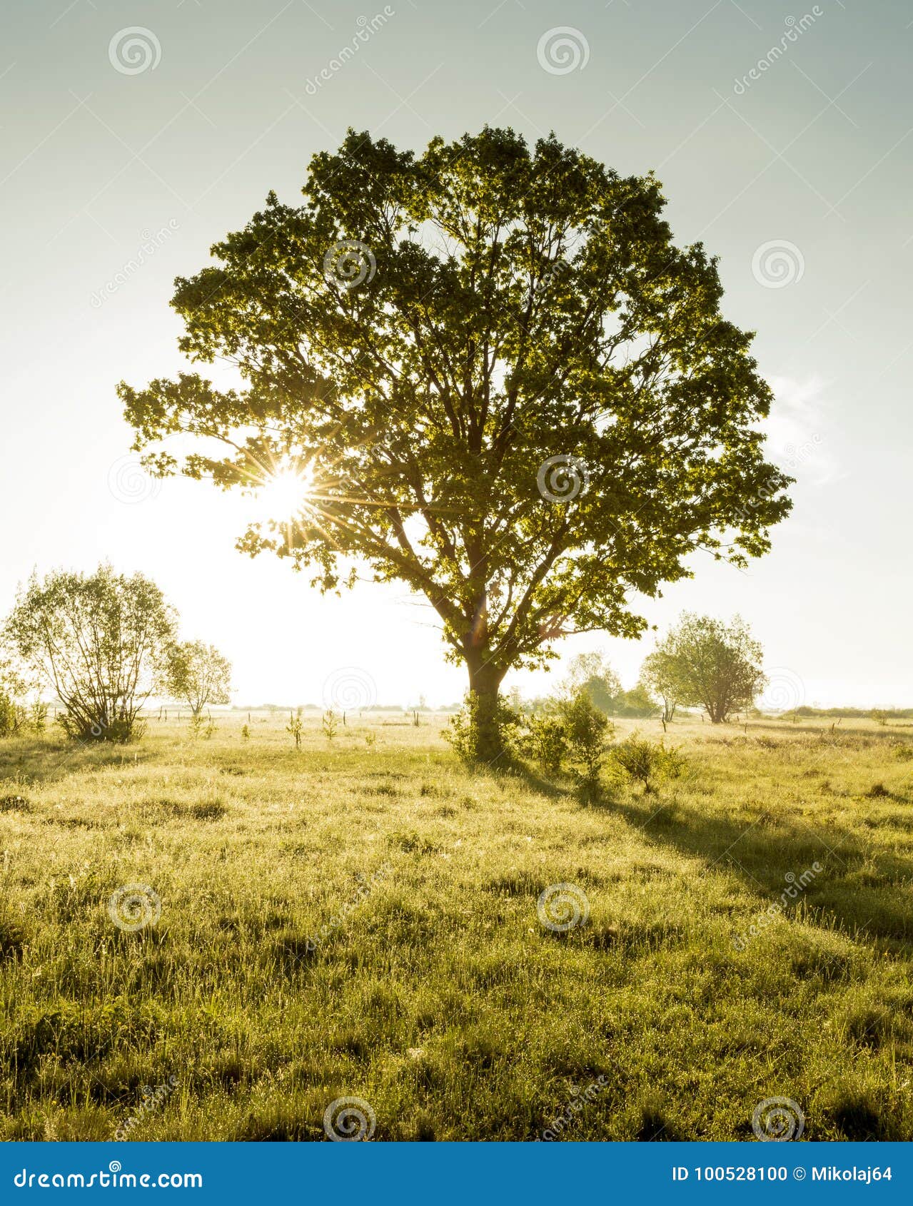Lone tree on green field stock photo. Image of meadow - 100528100