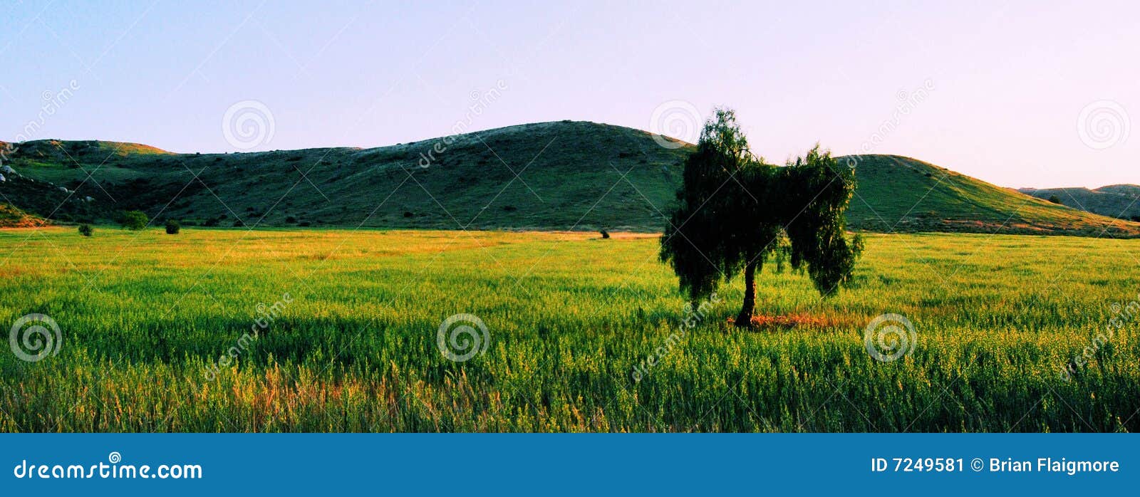 Lone Tree Green Field Sunset Stock Image - Image of field, face: 7249581