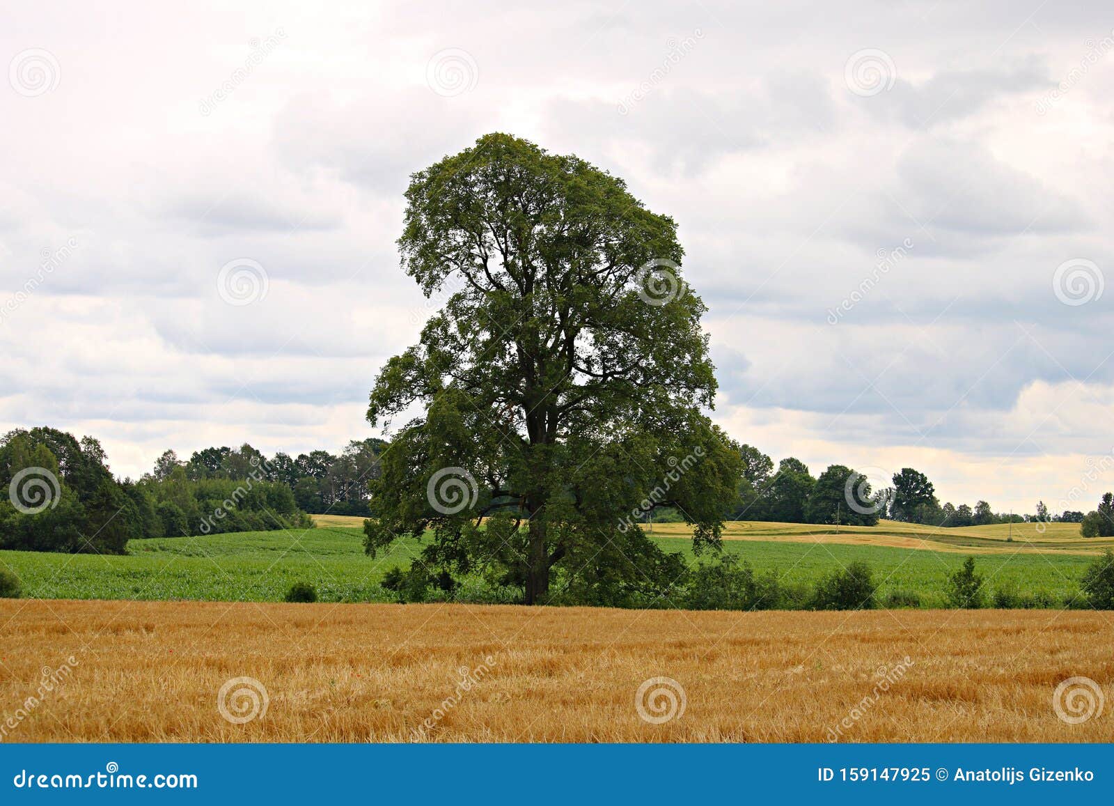 Lone Tree on Green FieldLonely Large Oak Tree with Wide Branches on a ...